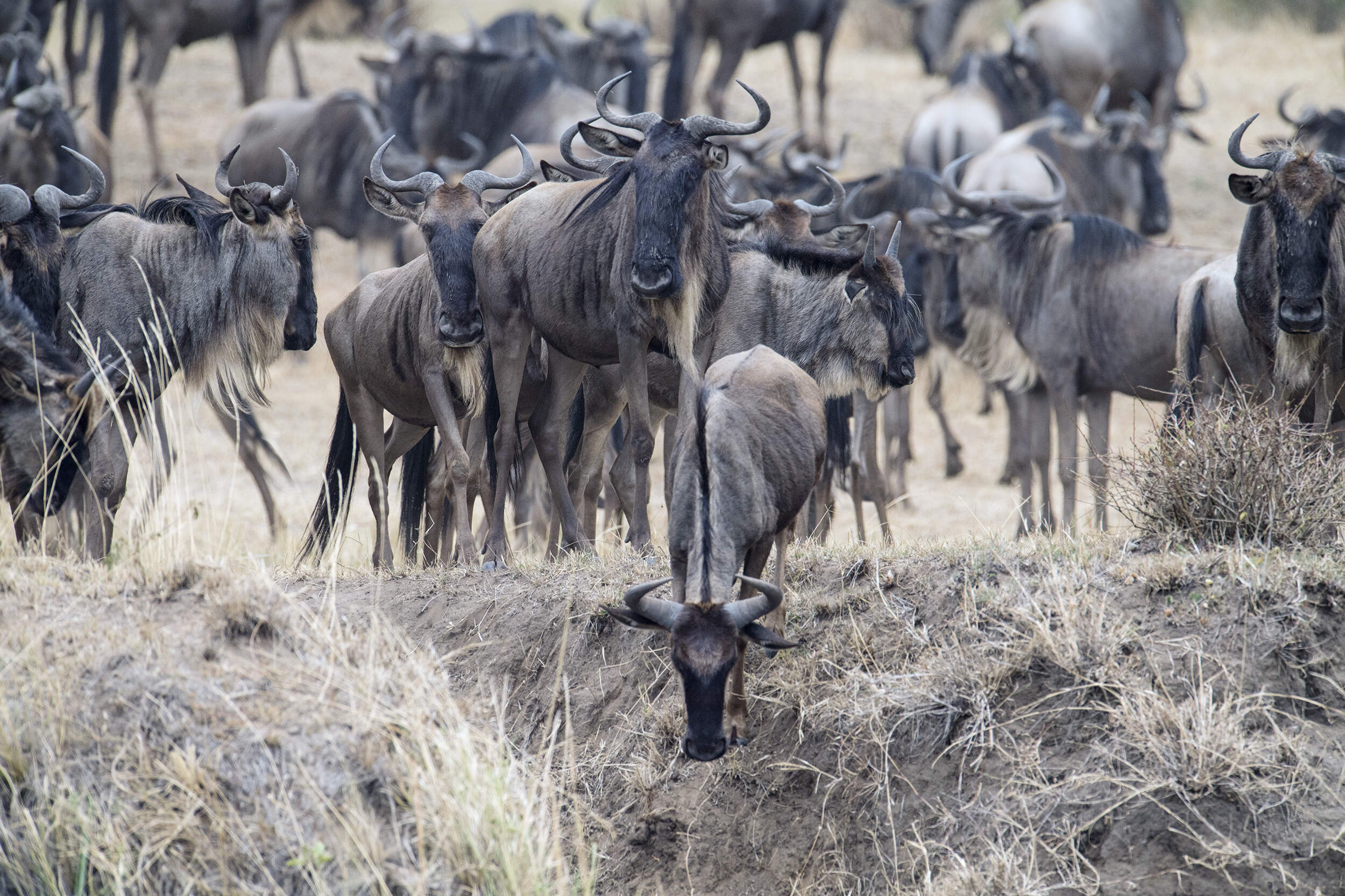 On the Move In Kenya | ANDY LERNER PHOTO