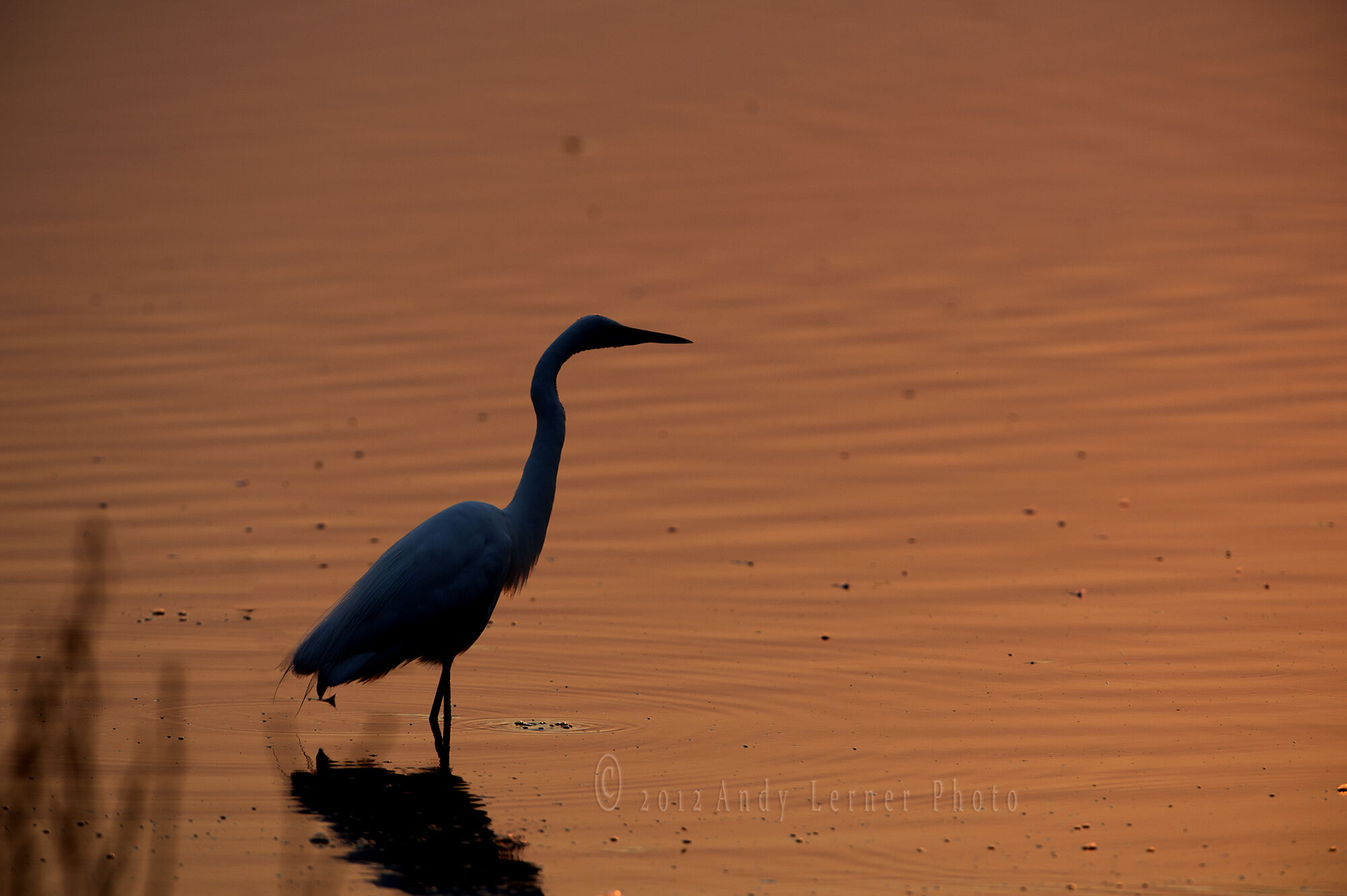 Other Stuff | ANDY LERNER PHOTO