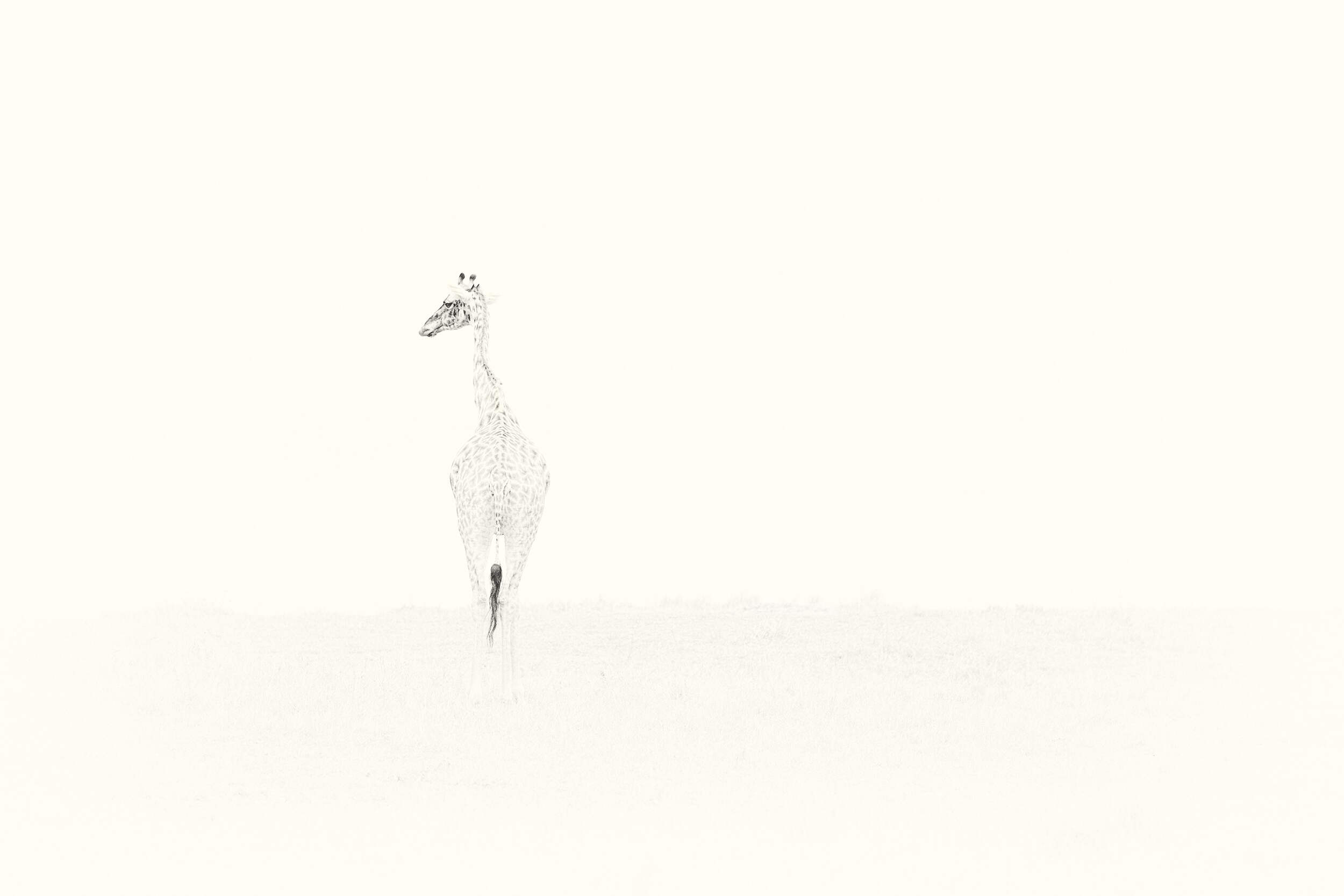 TREASURE HUNT | ANDY LERNER PHOTO